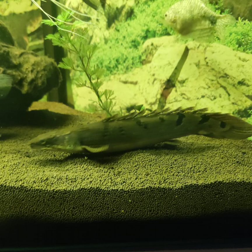 Полиптерус дельгези