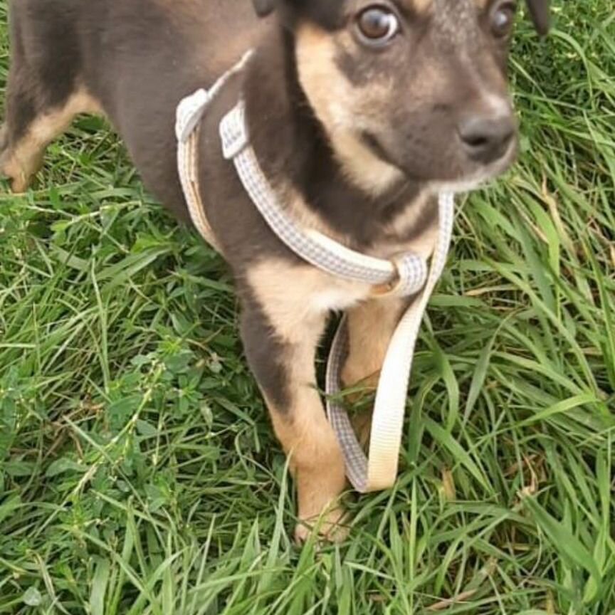 Собака в добрые руки отдам бесплатно