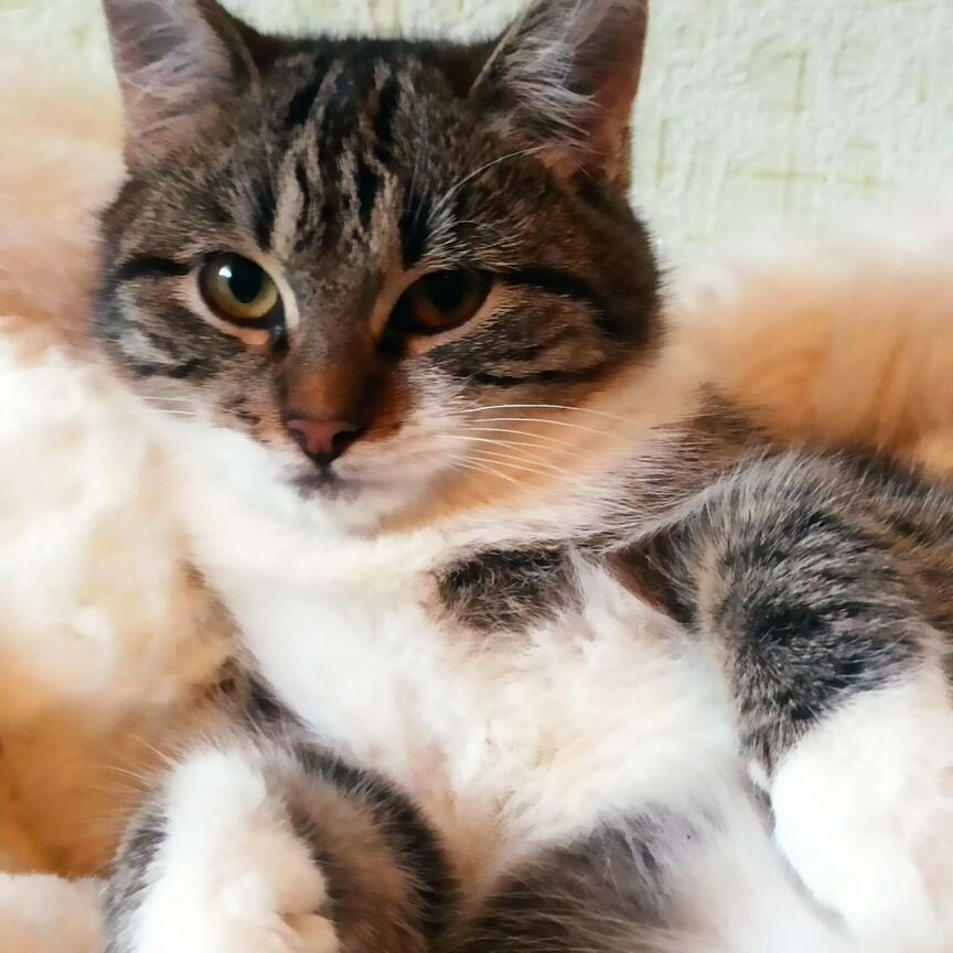 Котёнок девочка 3 месяца