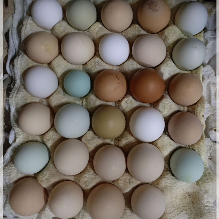 Яйцо куриное