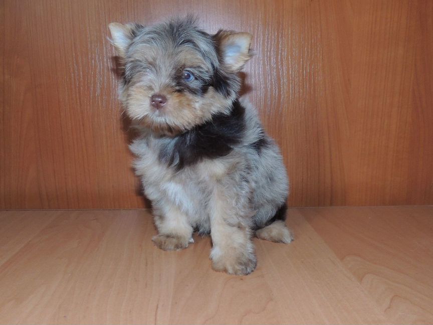 Голубоглазый малыш