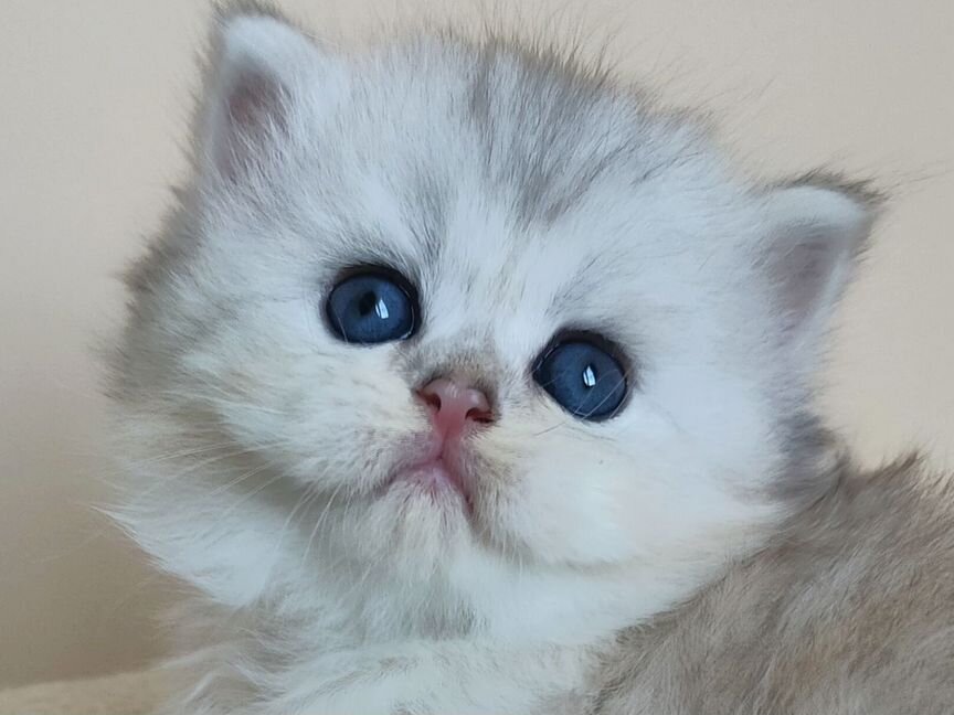 Шотландская прямоухая кошка