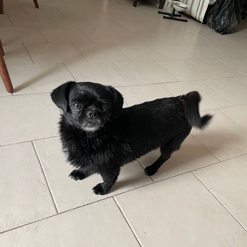 Мопстерьр в добрые руки. Потеряшка