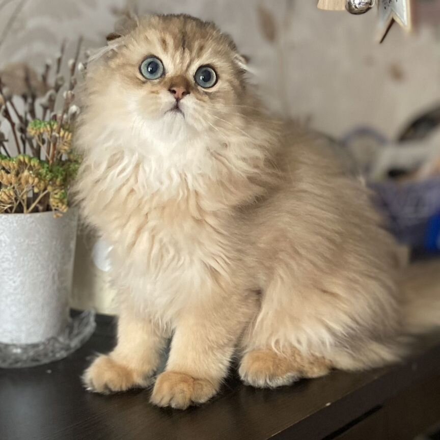 Шотландский котик
