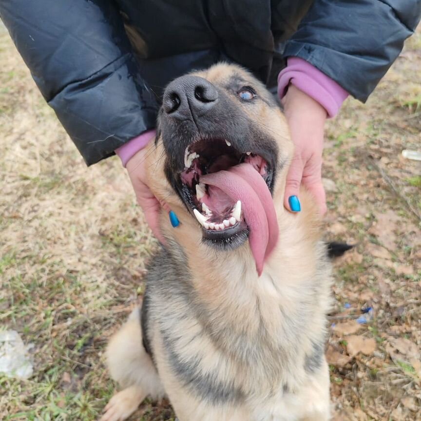 Чистокровная овчарка ищет дом
