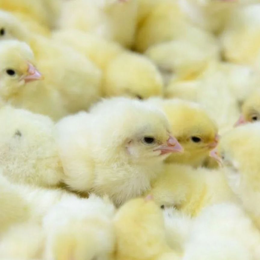 Цыплята бройлеры Росс гаранти Турция