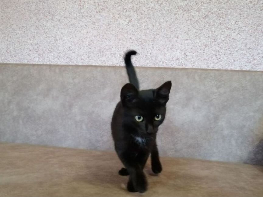 Котята