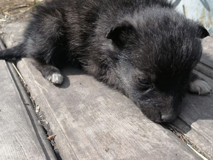 Щенки дворняги