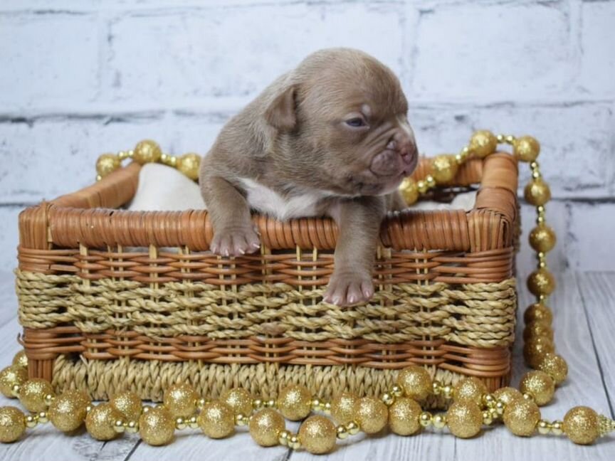 Амбулли шоко