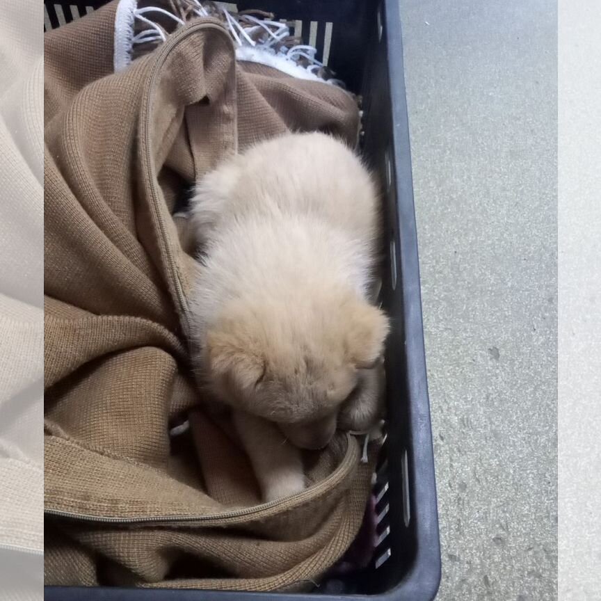 Щенок в добрые руки