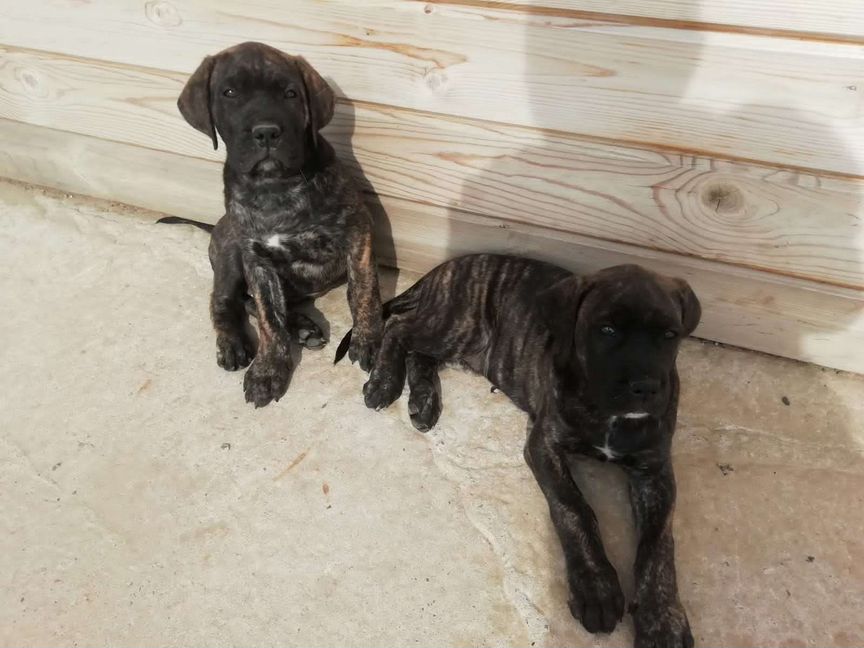 Алано эспаньола