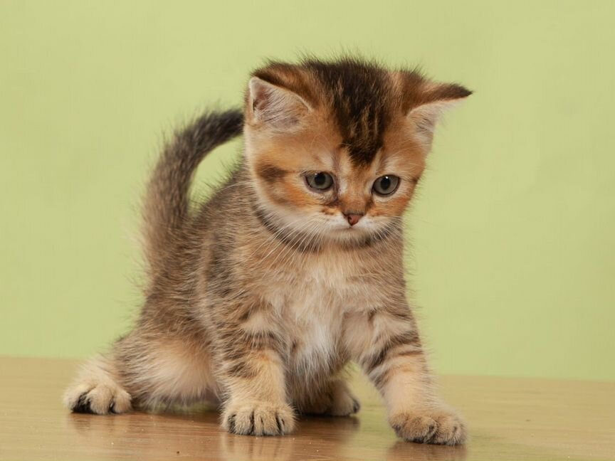 Скоттиш-страйт (девочка)