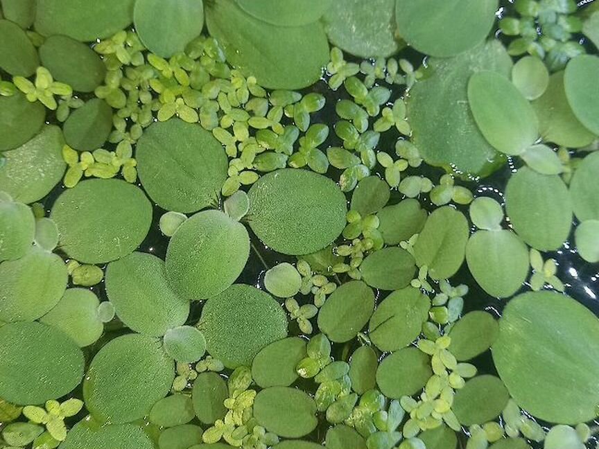 Растения пистия