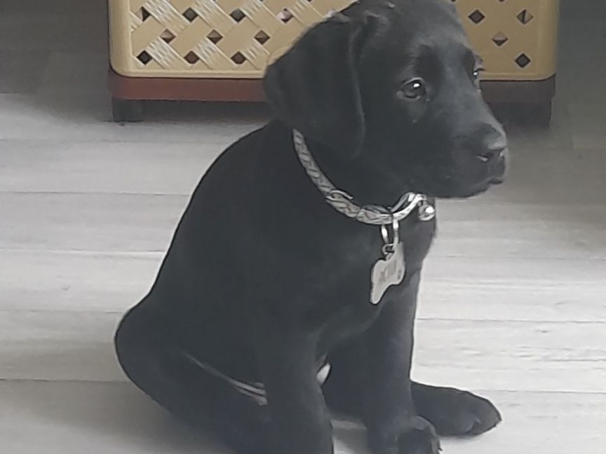 Продам собаку Лабладор