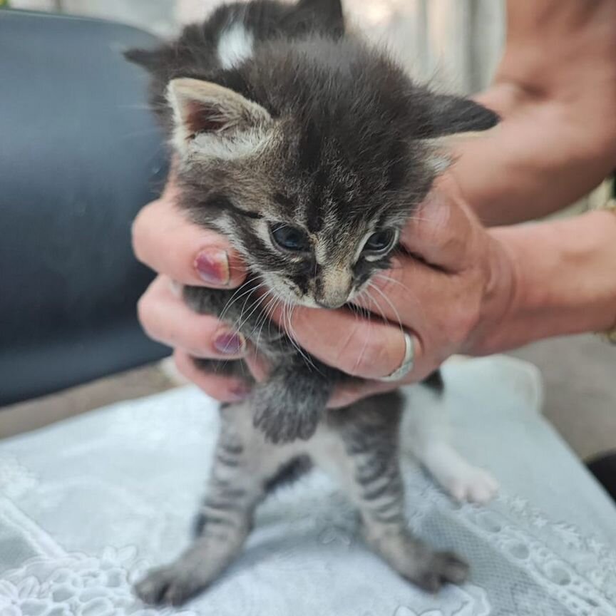 Котенок в добрые руки 2 месяца