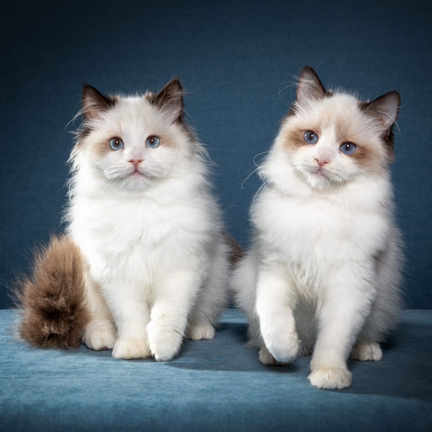 Котята породы регдолл