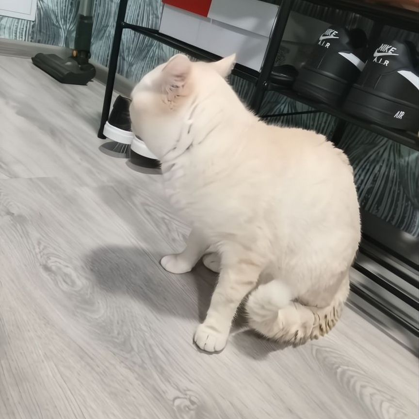 Взрослый кот в добрые руки