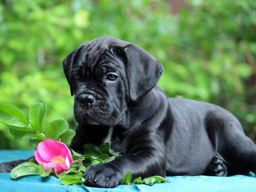 Щенки кане Корсо