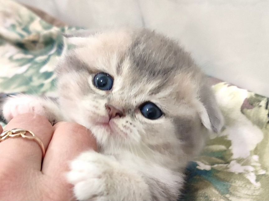 Нежная девчушка