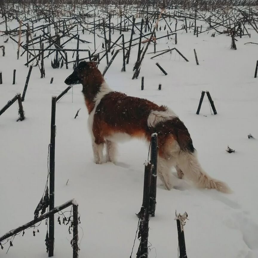 Щенки русской борзой