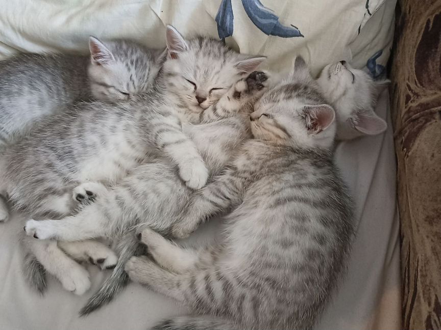 Шотландские прямоухие котята