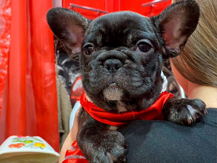 Французский бульдог щенок девочка