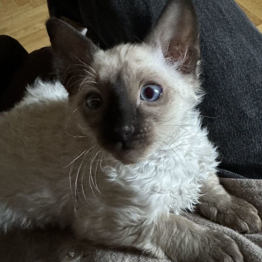 Уральский Рэкс. Девочка