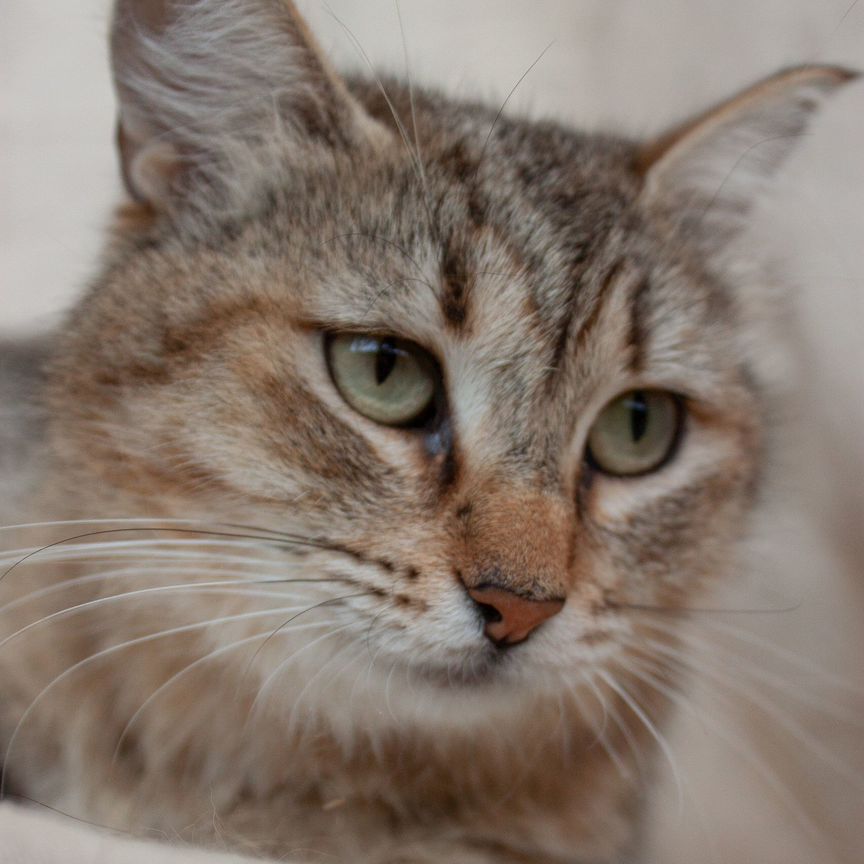 Кошечка в добрые руки