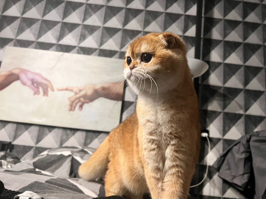 Кошка золотая шиншилла