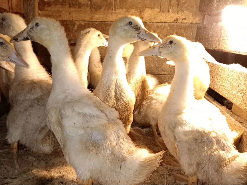 Утка стар 53