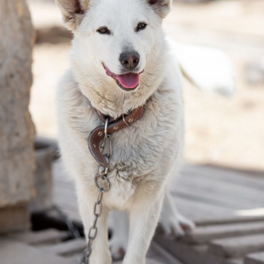 Собака в добрые руки