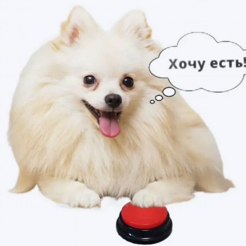 Кнопака для собкаи, хочу кушать