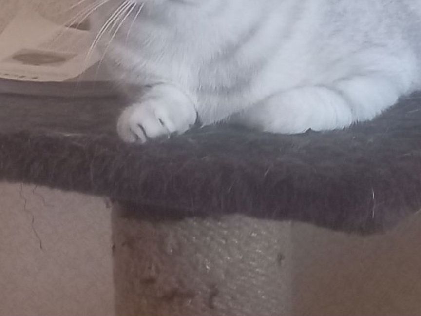 Британская