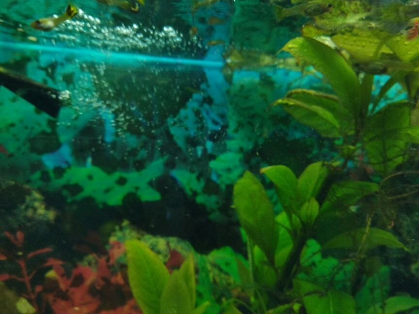 Гупешки красивые