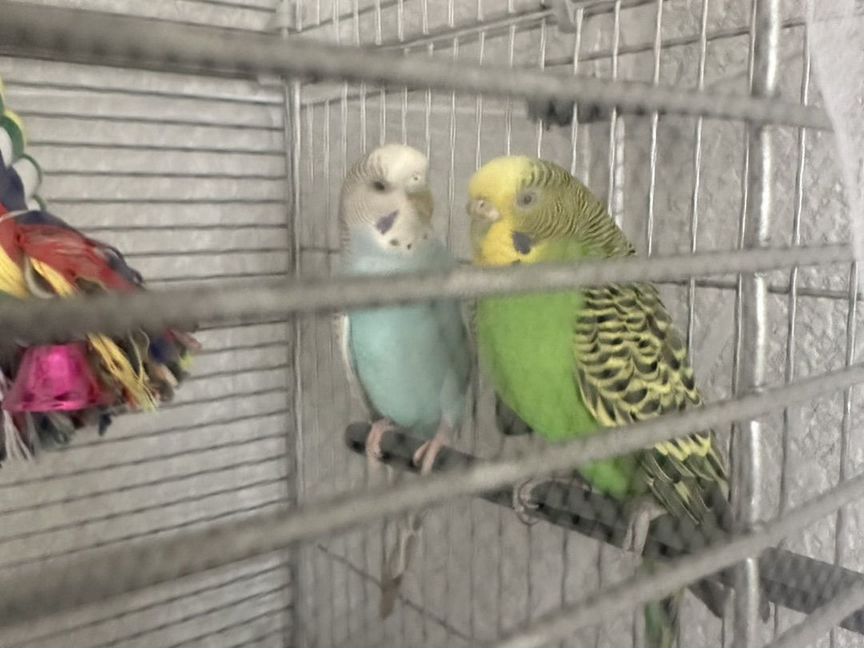 Волнистый попугай