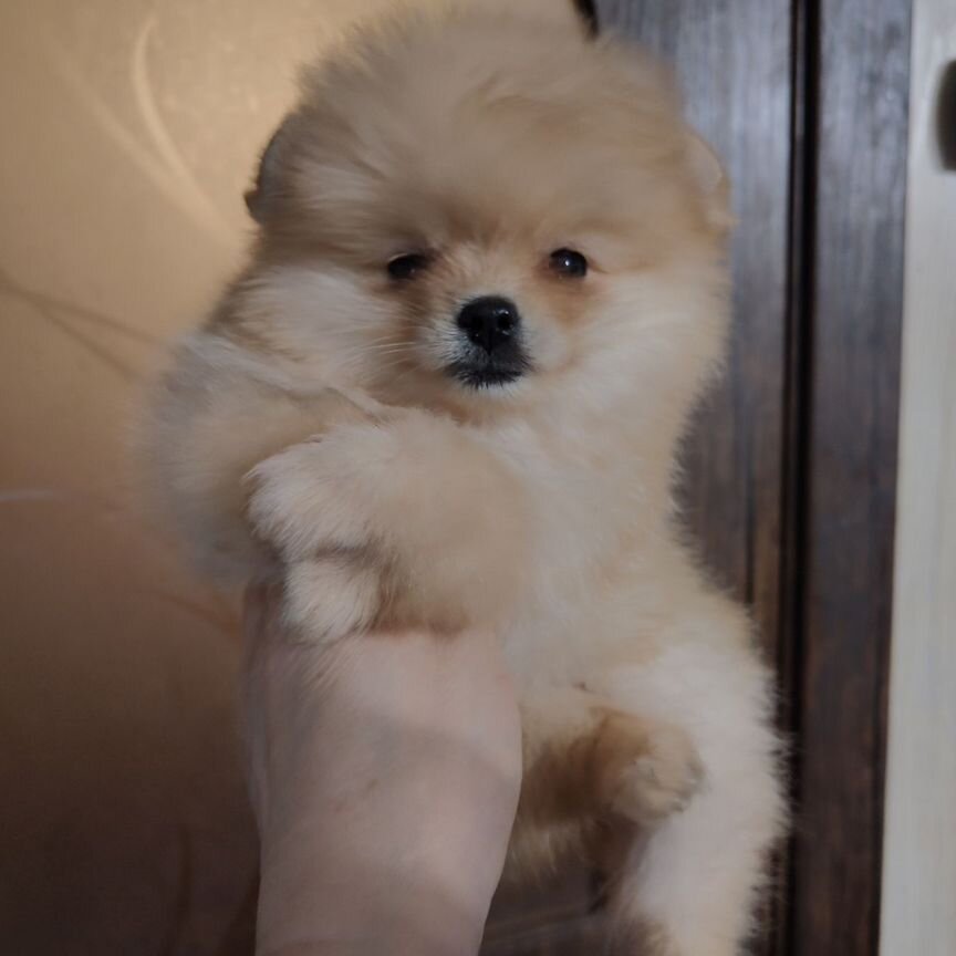 Померанский шпиц, щенок