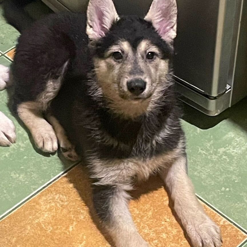 Щенок в добрые руки