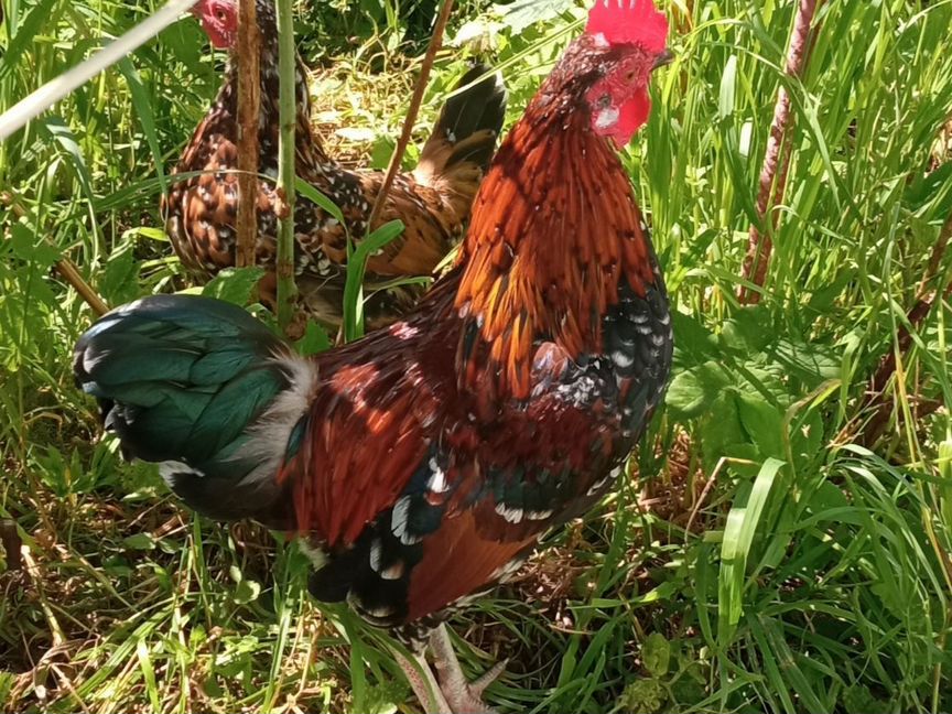 Семья бентамок