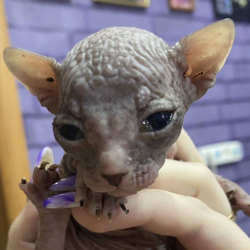 Донской сфинкс котята