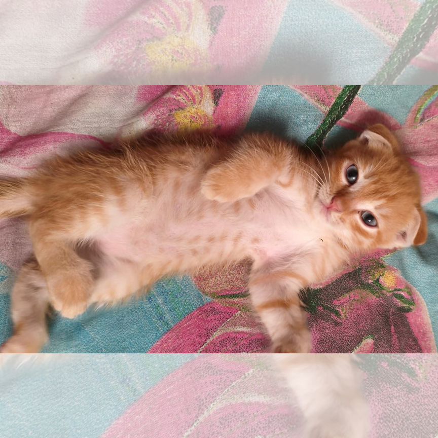 3 кота и 1 кошечка