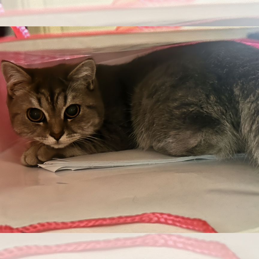 Шотландская прямоухая короткошёрстная кошка, вязка