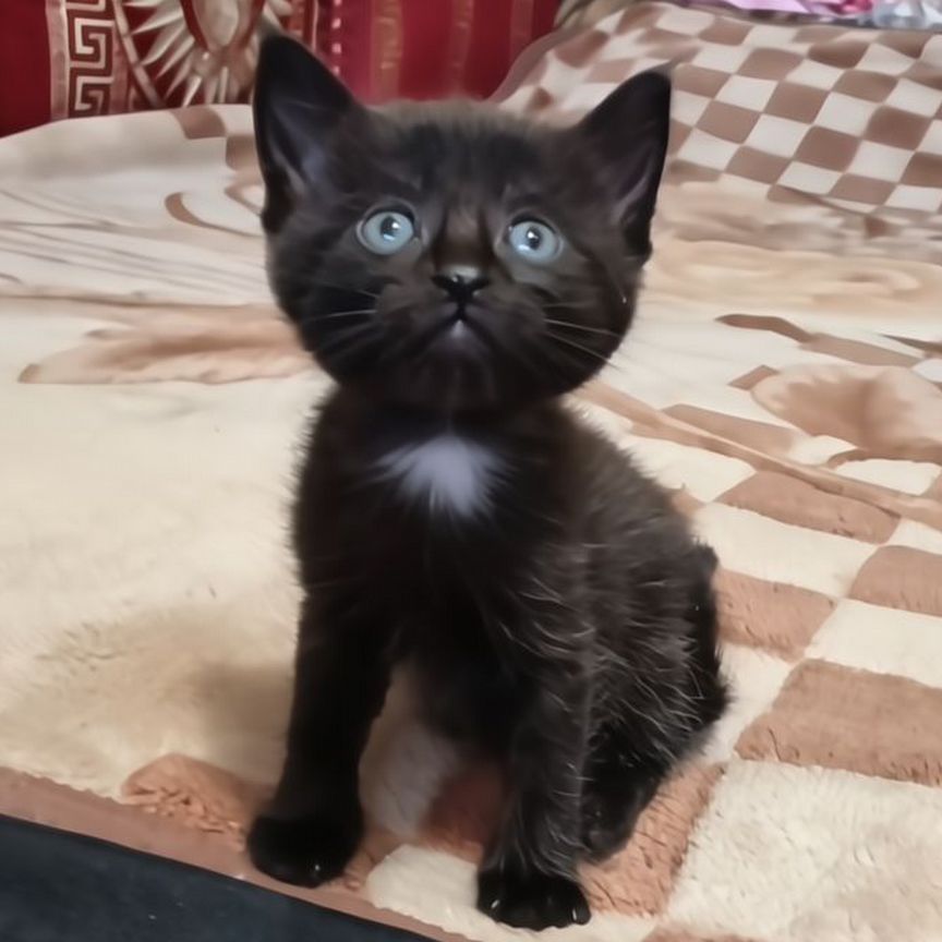 Мейн-кун котёнок