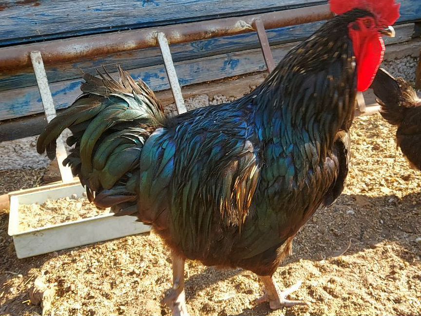 Петух джерсийский гигант