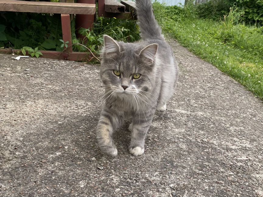 Кот Морсик, 1 год