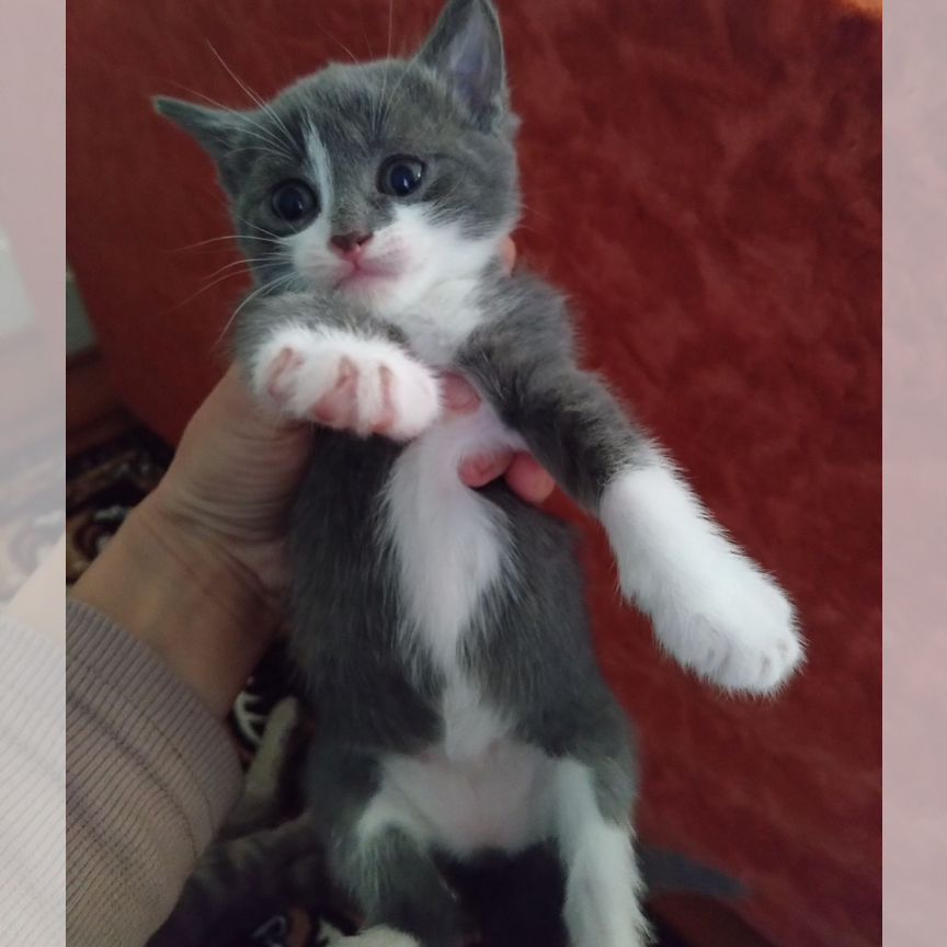 Котёнок в добрые руки