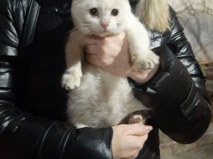 Кошка