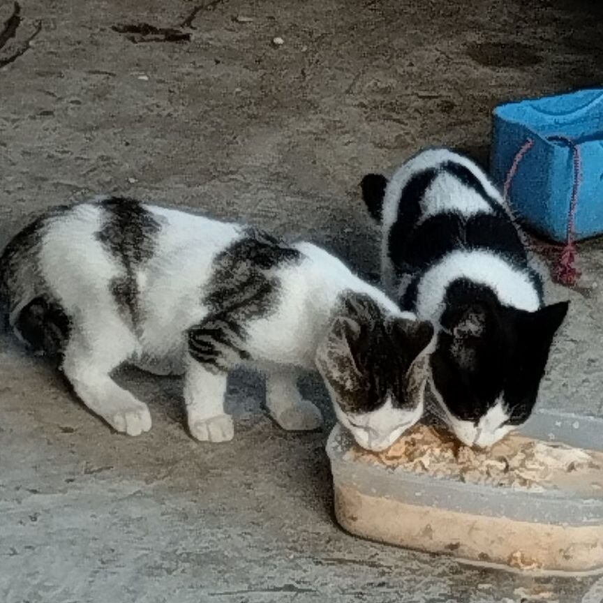 Котята от кошки мышеловки, дикие, живут на улице