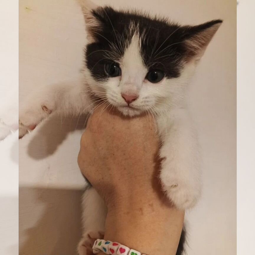 Котёнок в добрые руки