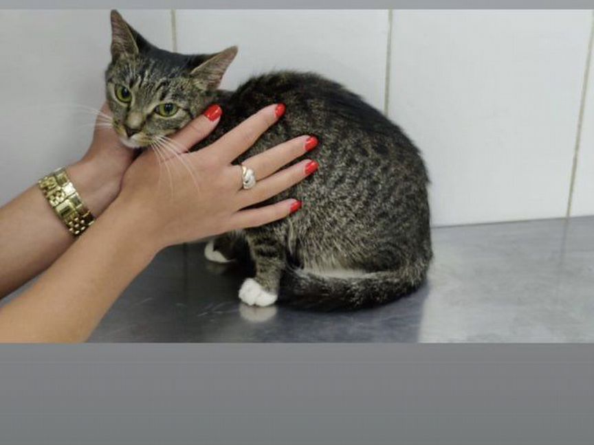 Отдам бесплатно