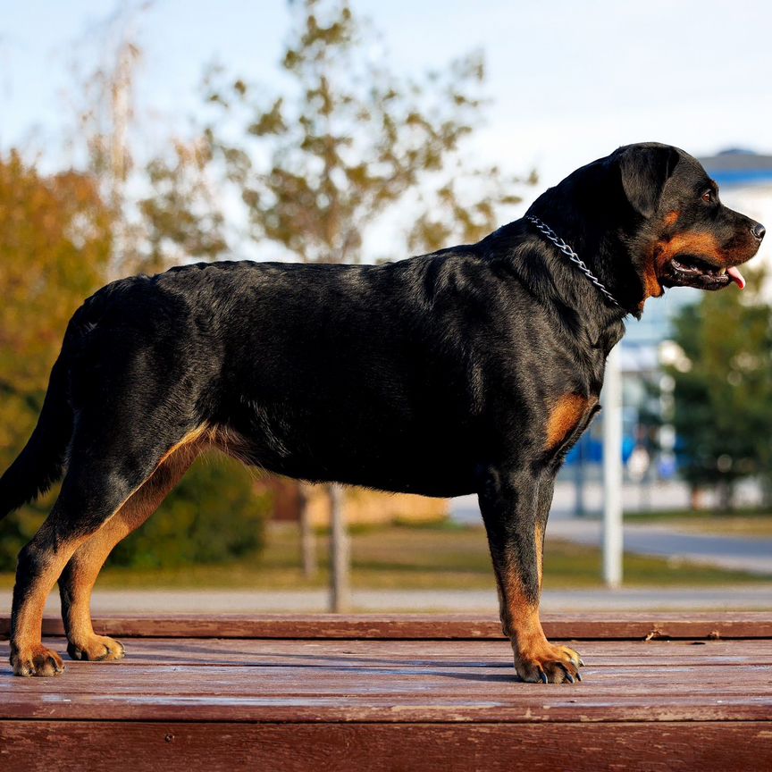 Щенки ротвейлера суки